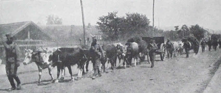 Oxen towing Serbian Artillery